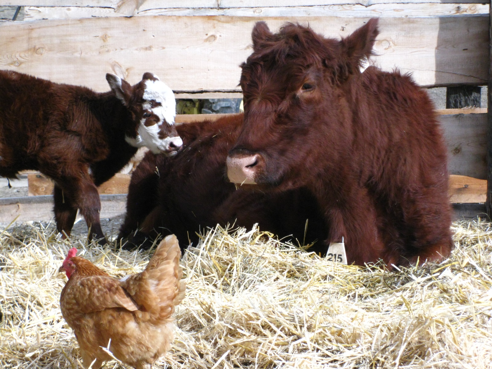 Marching into spring – Coulee Creek Ranch